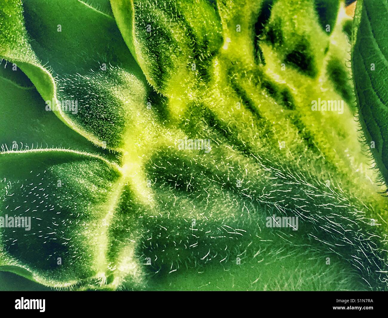 Helianthus annuus, sunflower Russian Giant Stock Photo - Alamy