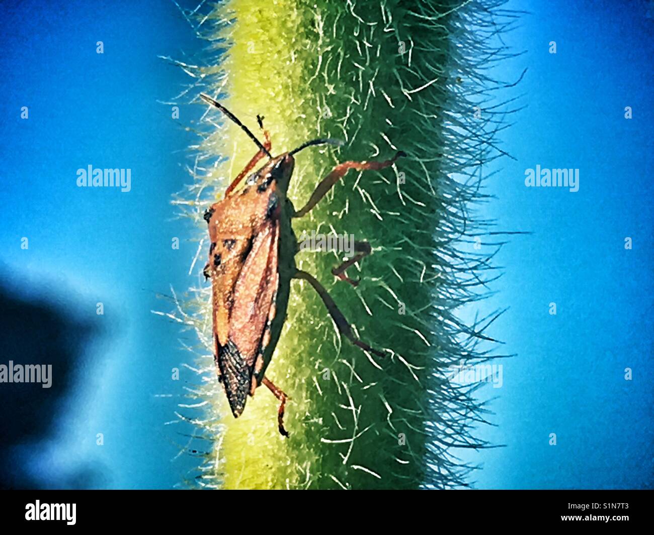 Shield Bug, Pentatomidae , on the stalk of a Russian Giant sunflower ...