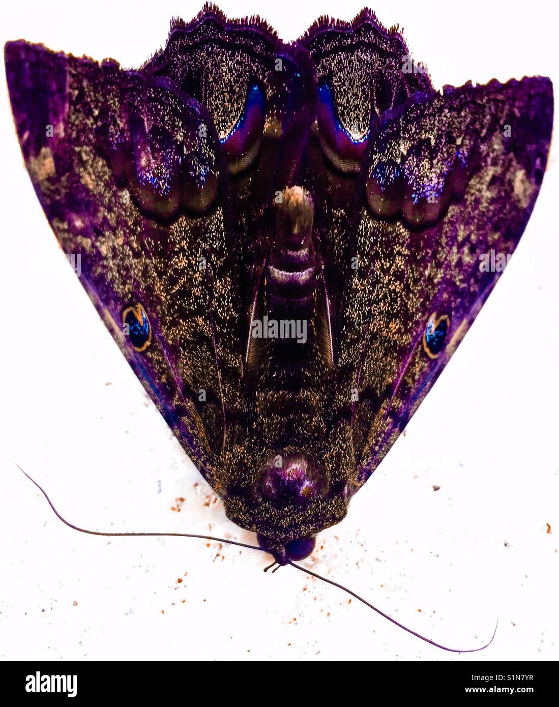 Butterfly abdomen hi-res stock photography and images - Alamy