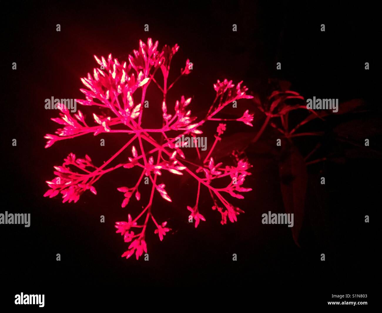 Flower in red light Stock Photo - Alamy