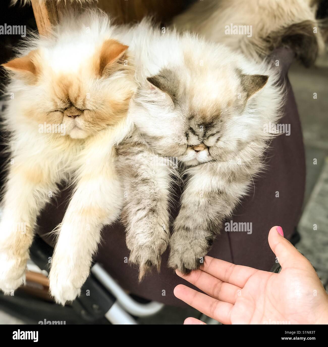 Sleepy Cats High Resolution Stock Photography and Images - Alamy