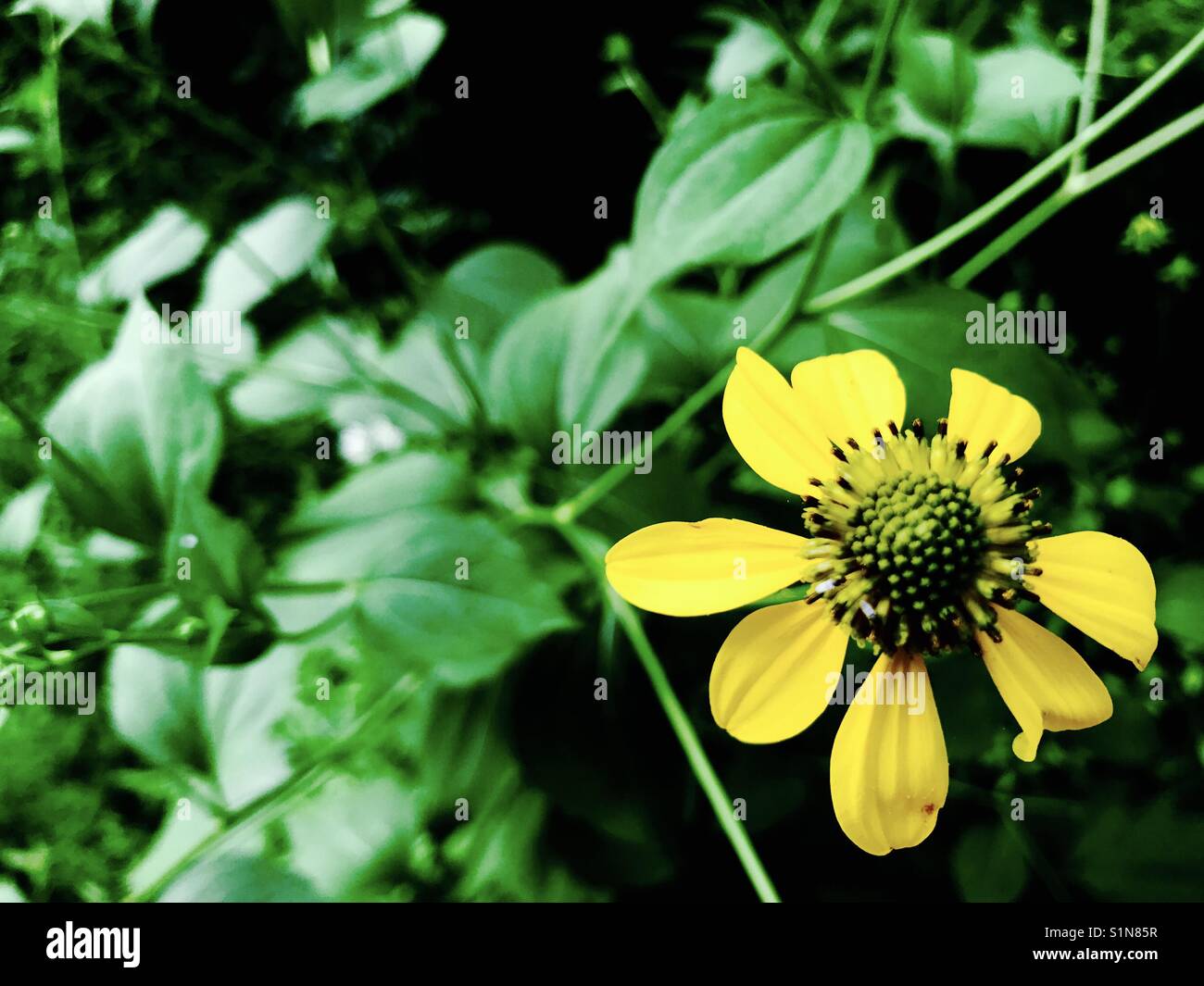 Daisy georgia hi-res stock photography and images - Alamy