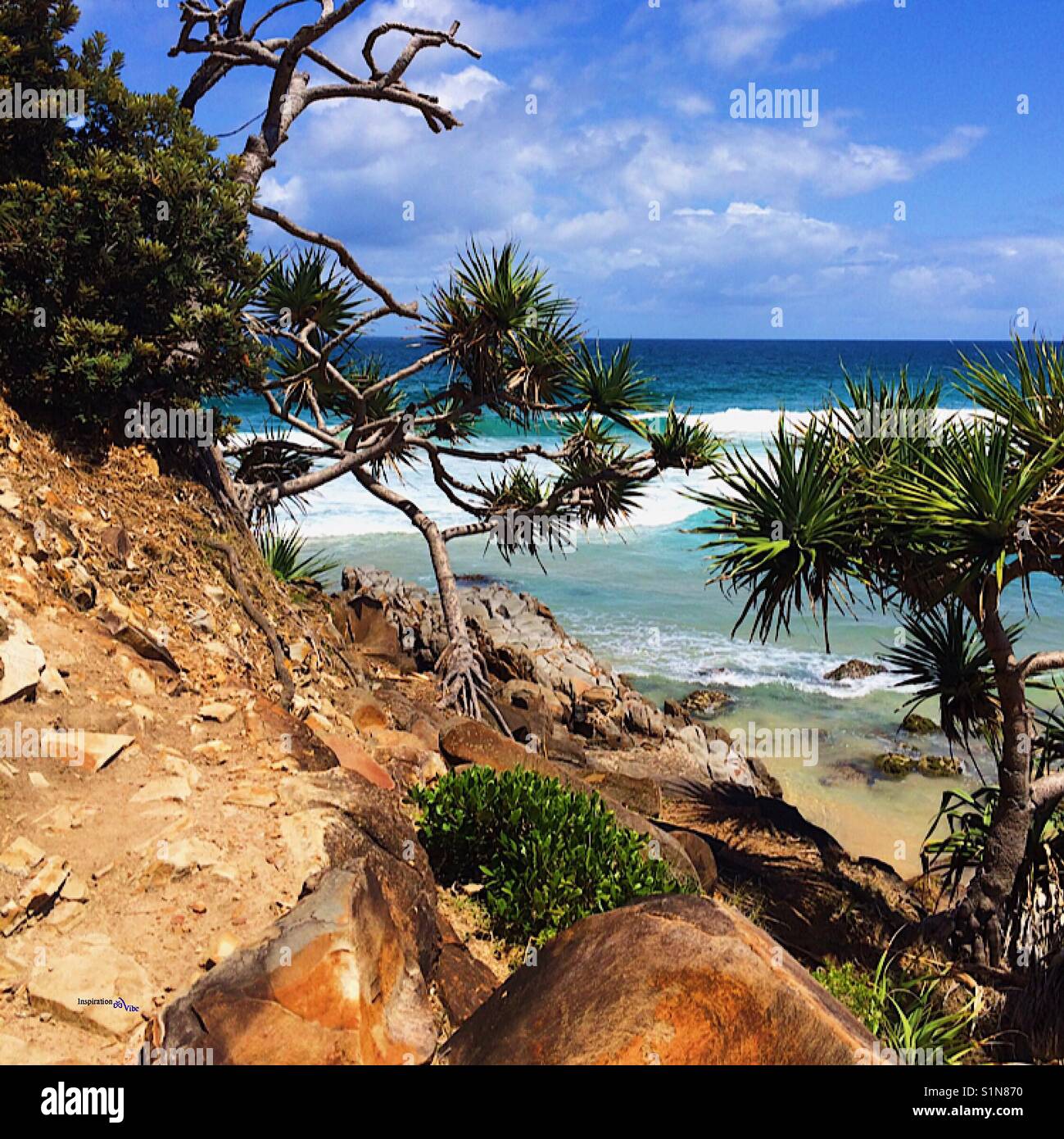 Pandanus trees hi-res stock photography and images - Alamy