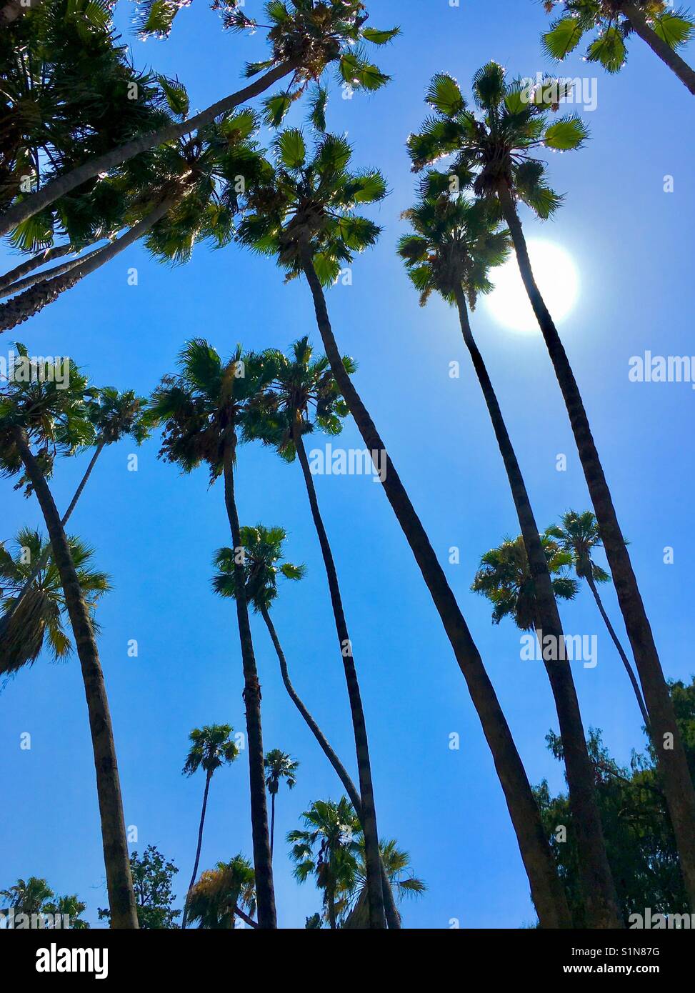 Pretty palm trees hi-res stock photography and images - Alamy