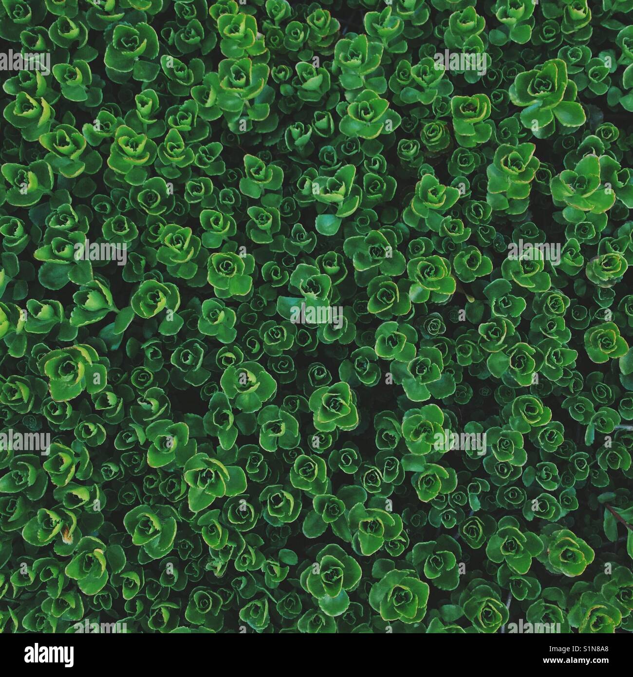 Flat plants hi-res stock photography and images - Alamy