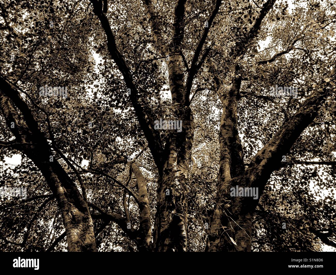 Old tree leaves hi-res stock photography and images - Alamy