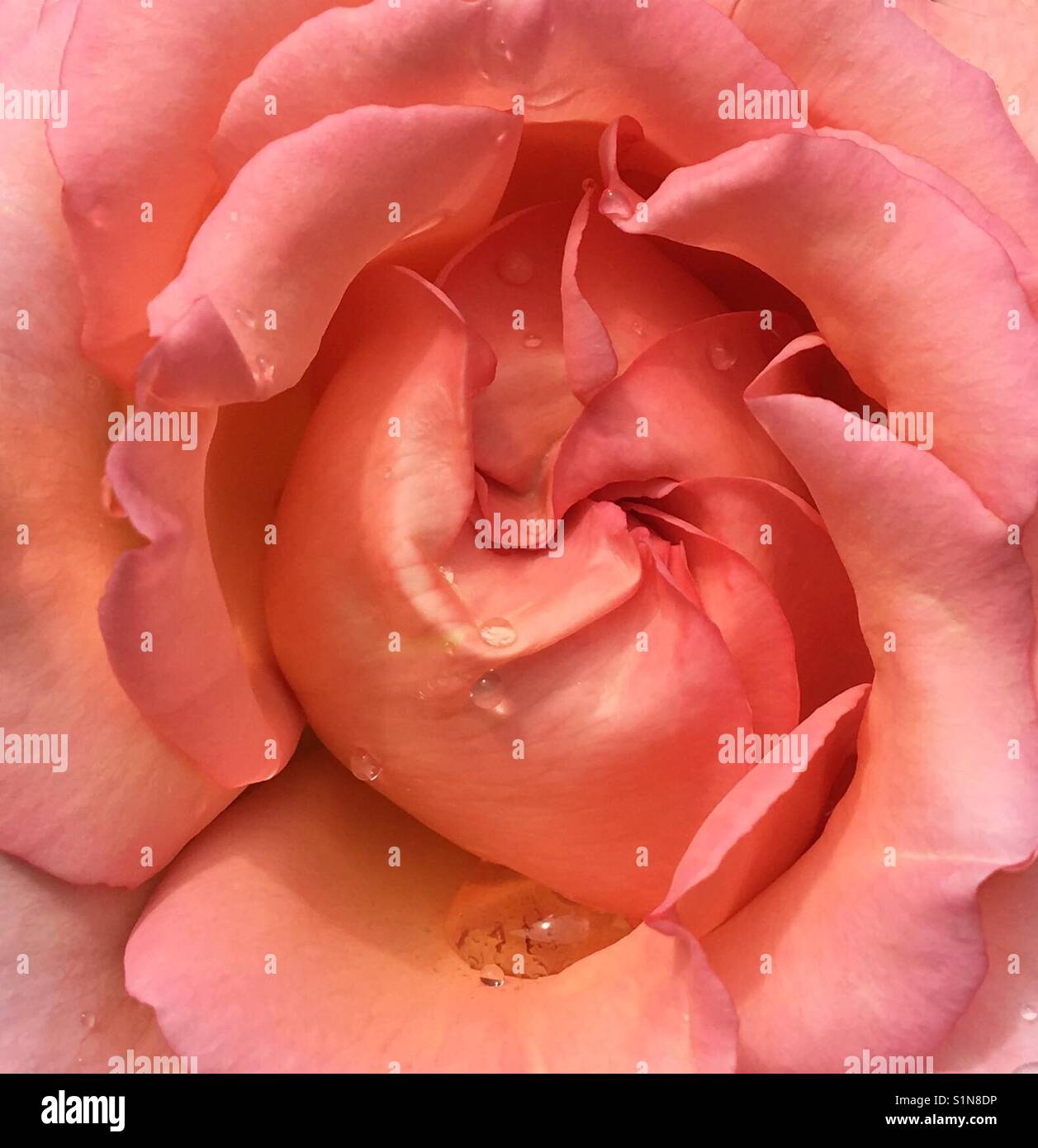 Rose compassion hi-res stock photography and images - Alamy