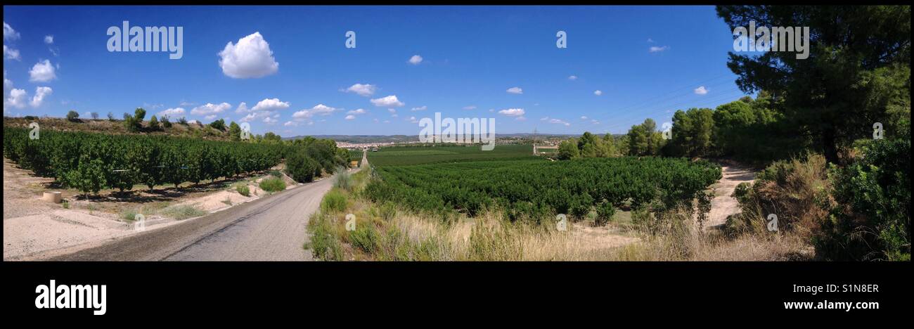 Panorama of a peach tree plantation near Flix, Catalonia, Spain Stock ...