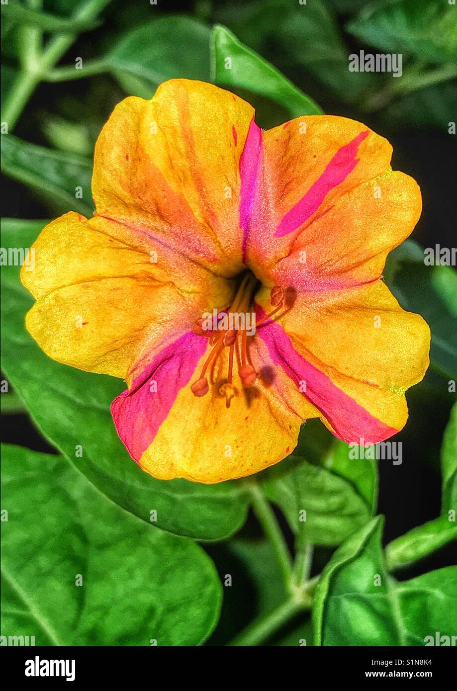 Pink and yellow striped Four O'clock flower, Mirabilis jalapa Stock ...