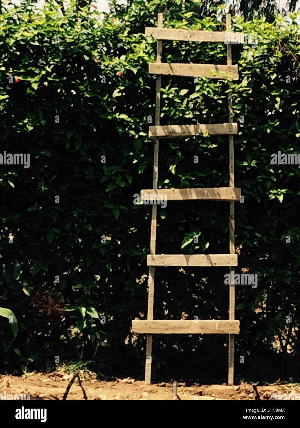Wooden ladder with plants hi-res stock photography and images - Alamy