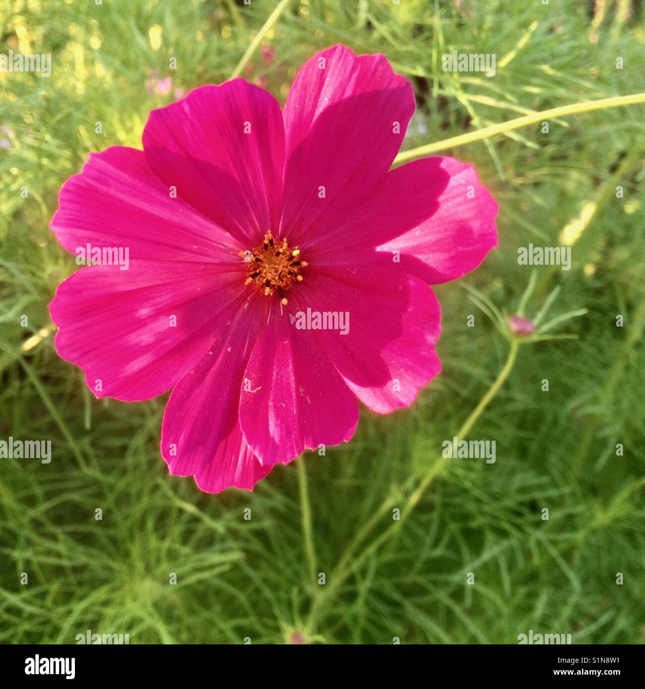 Bright Pink Cosmos High Resolution Stock Photography and Images - Alamy