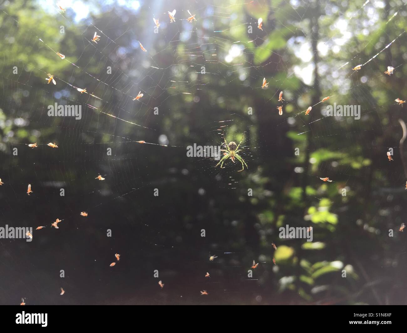 Spider with flies in its web in North Carolina Stock Photo - Alamy