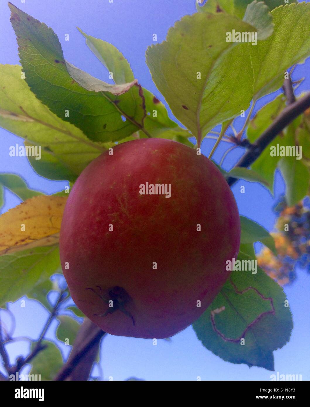 Tempting apple hi-res stock photography and images - Alamy