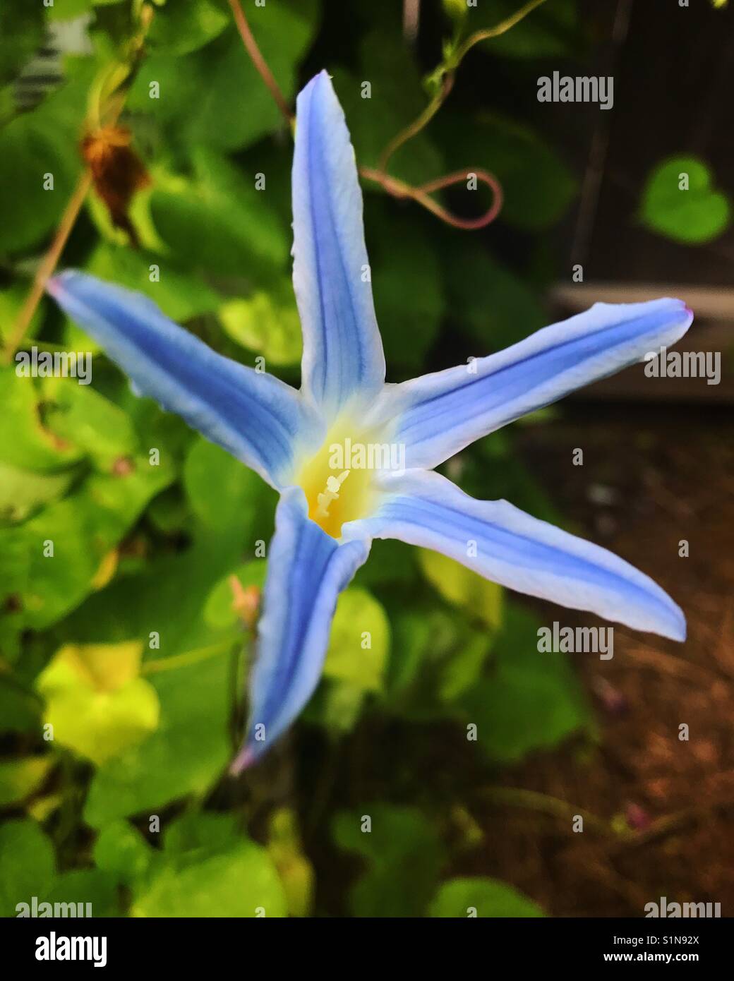 Blue morning glory Stock Photo - Alamy