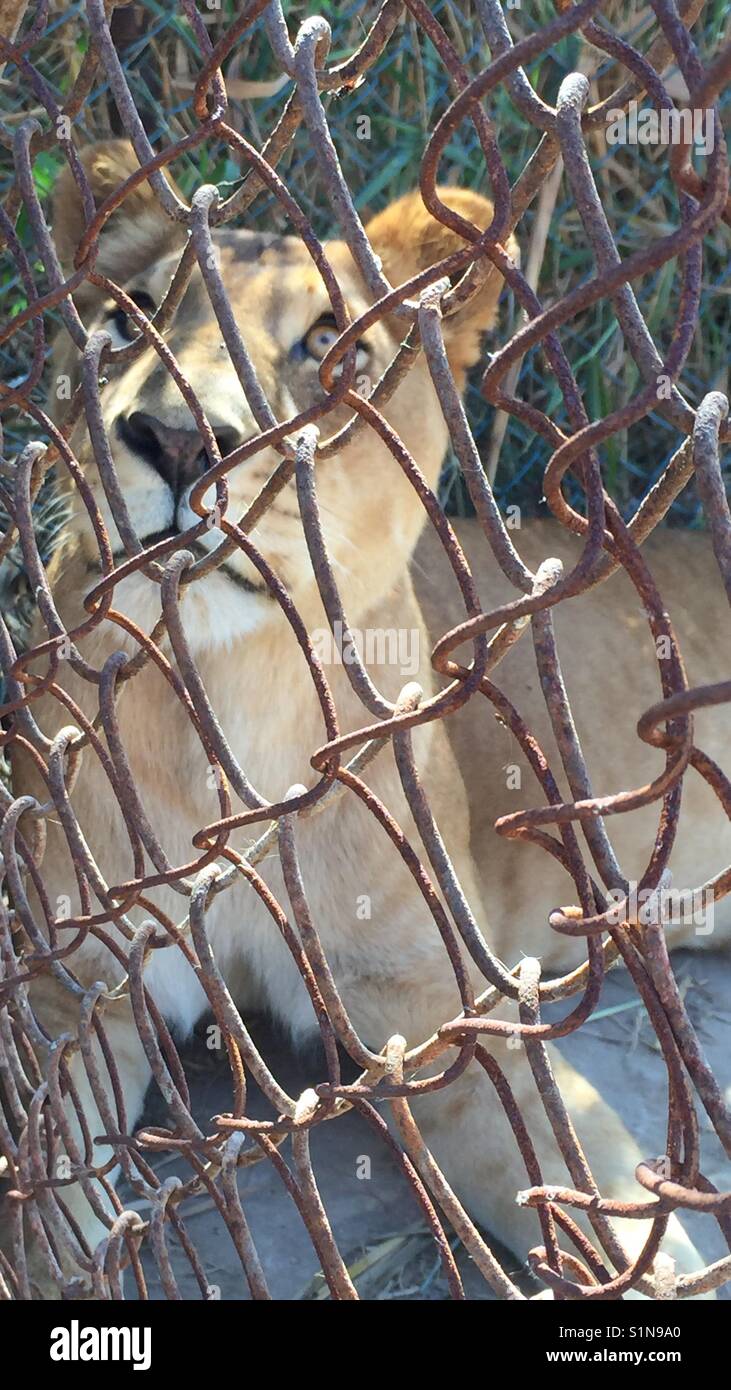 Lioness in Cage Stock Photo - Alamy