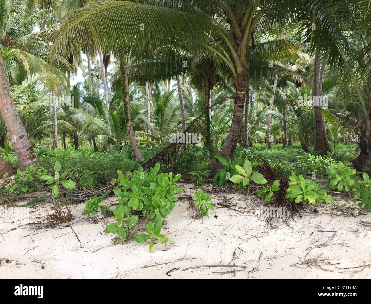 Tropical jungle on a deserted indonesian jungle Stock Photo - Alamy
