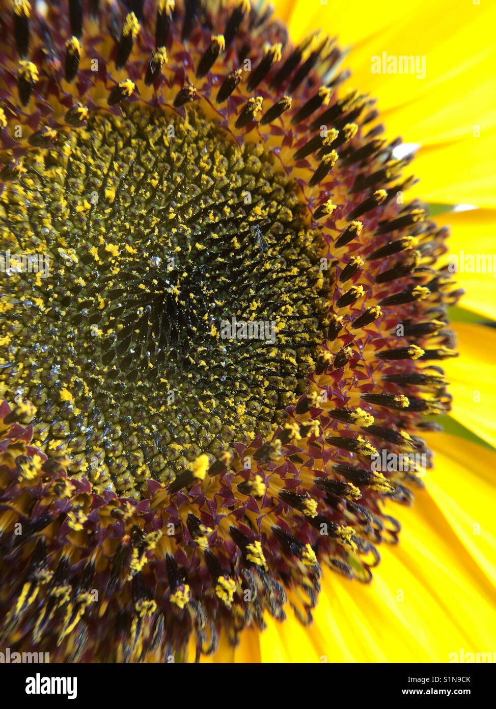 Yellow flower texture hi-res stock photography and images - Alamy