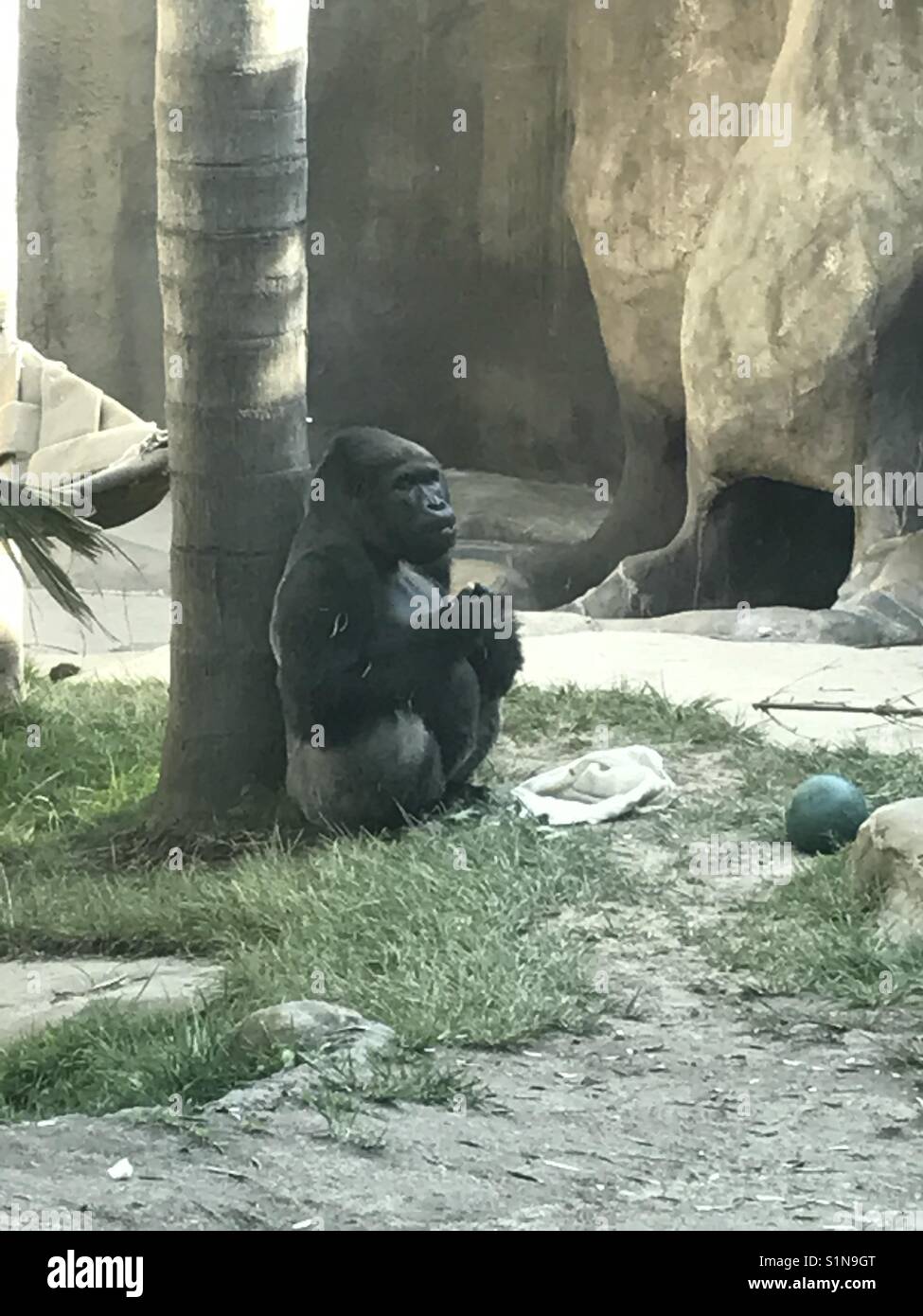 Gorilla Tree High Resolution Stock Photography and Images - Alamy