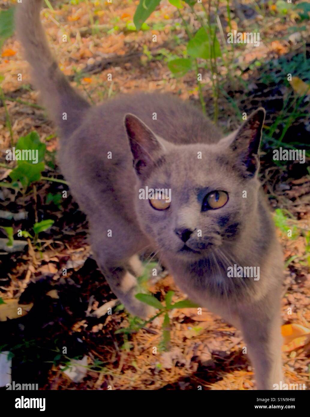 Fuzzy love hi-res stock photography and images - Alamy