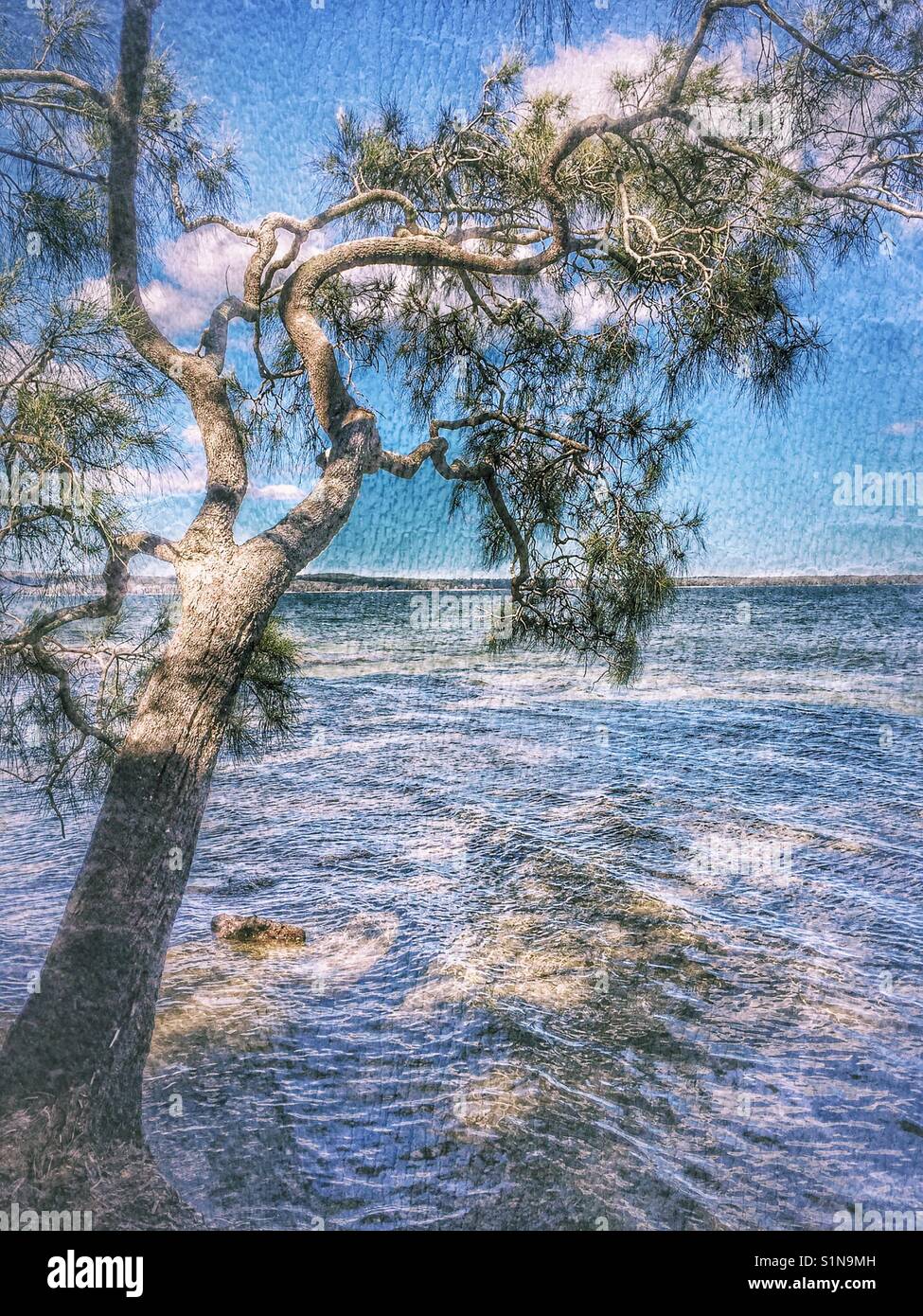 Tree on shoreline reaches out over the water. St Georges Basin ...