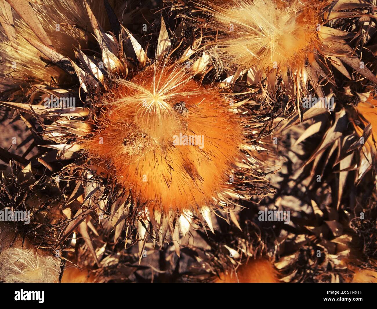 Dried thistle flower plant in wild on Gozo, Malta Stock Photo - Alamy