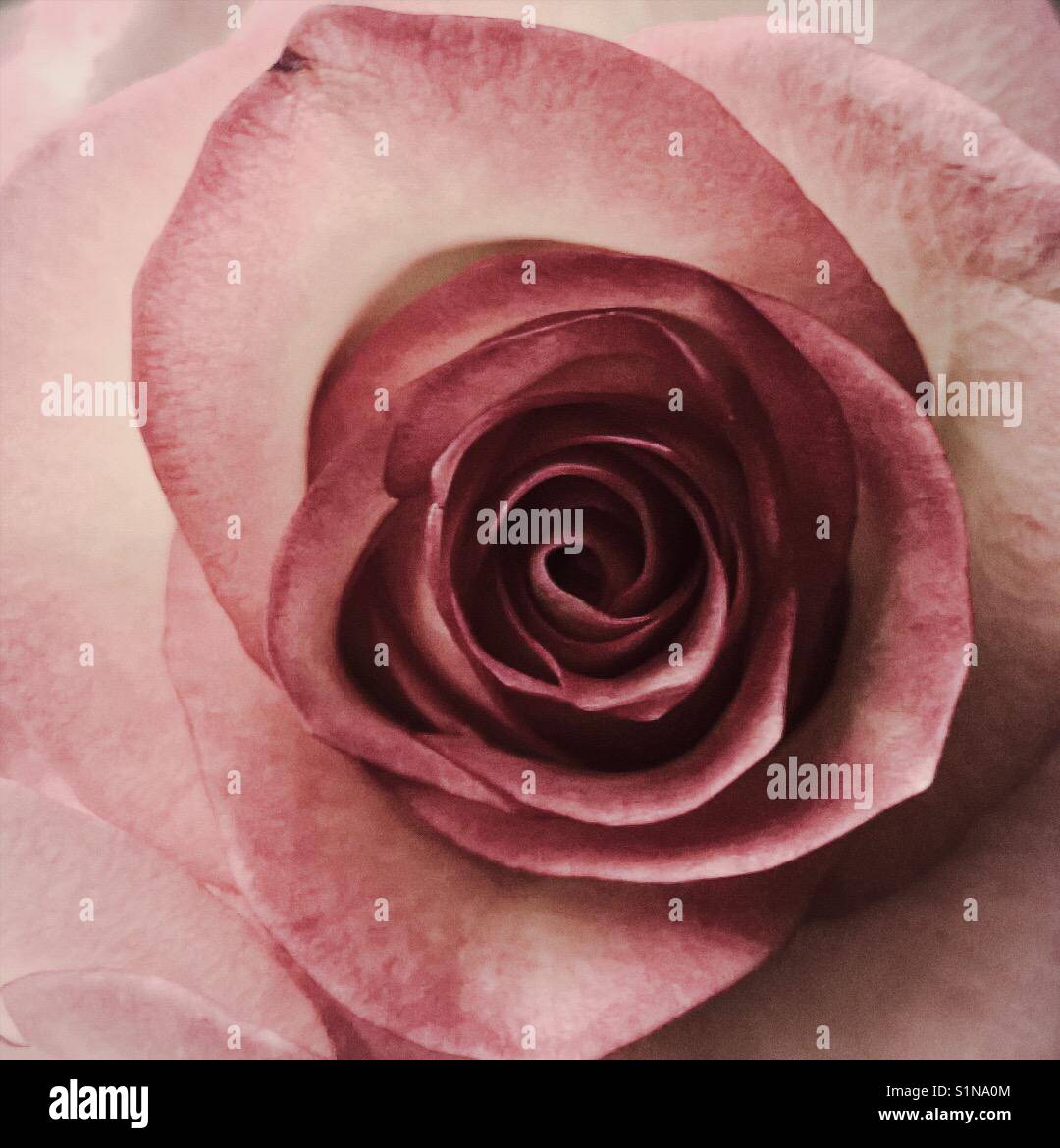 Red bud forms hi-res stock photography and images - Alamy