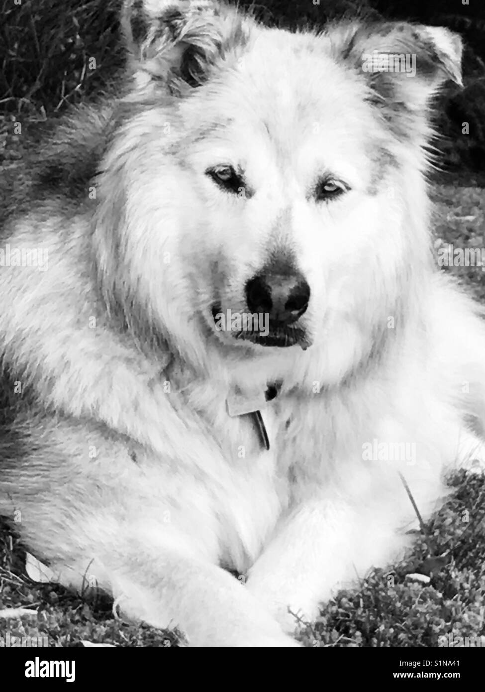 Graceful dogs hi-res stock photography and images - Alamy