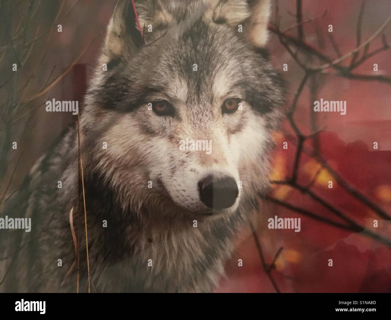 Master wolf hi-res stock photography and images - Alamy