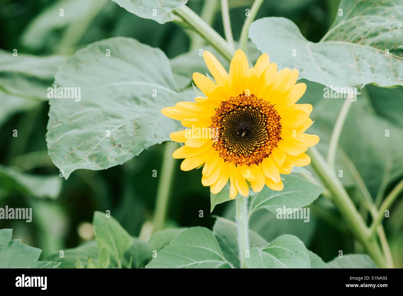 Insects sunflower hi-res stock photography and images - Alamy