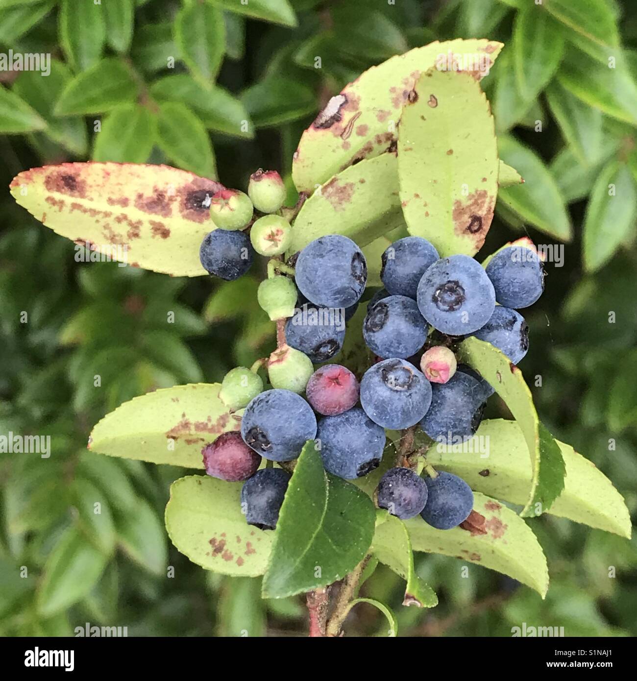 Wild blue huckleberries, ripening in late summer, Oregon Stock Photo ...