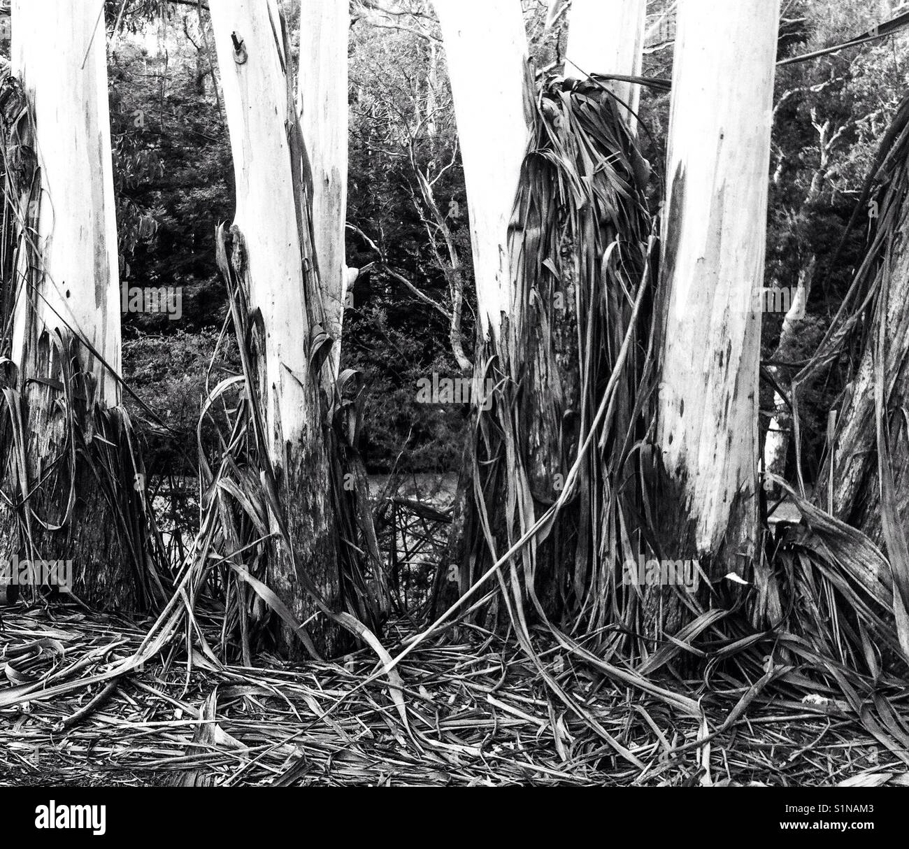 Stringy bark trees hi-res stock photography and images - Alamy