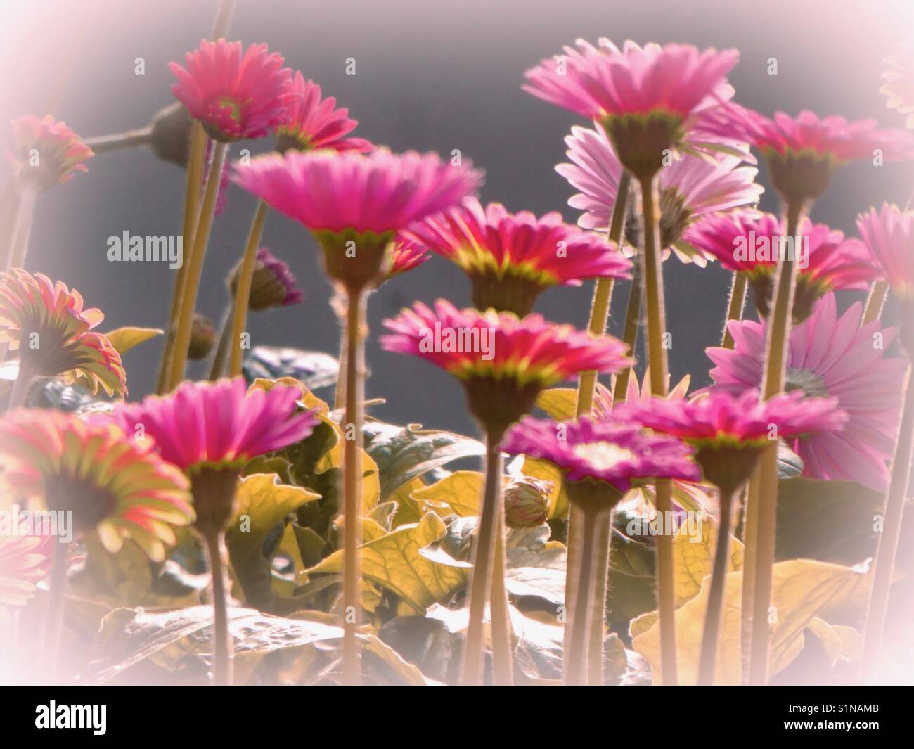 Gerbils hi-res stock photography and images - Alamy