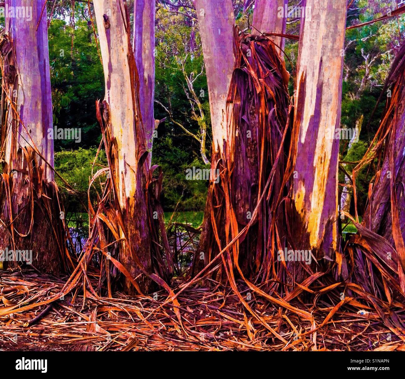 Stringy bark tree hi-res stock photography and images - Alamy