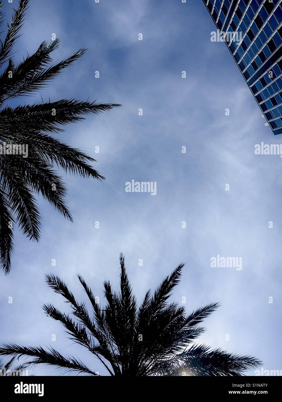 Palm trees urban space hi-res stock photography and images - Alamy