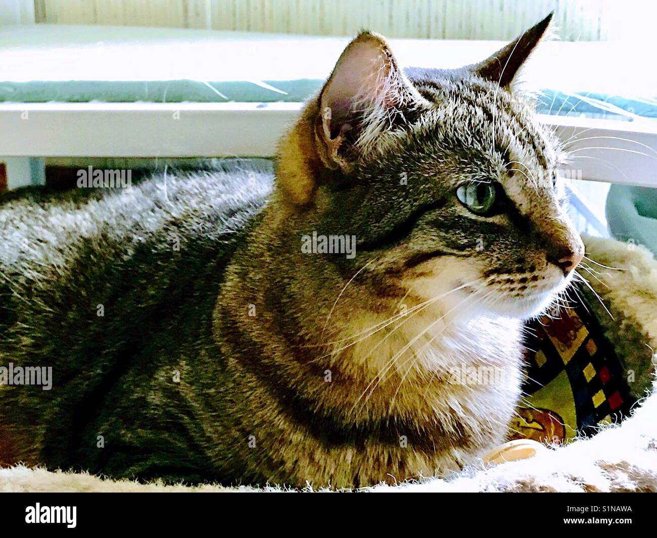 Beautiful tabby cat with green eyes Stock Photo - Alamy
