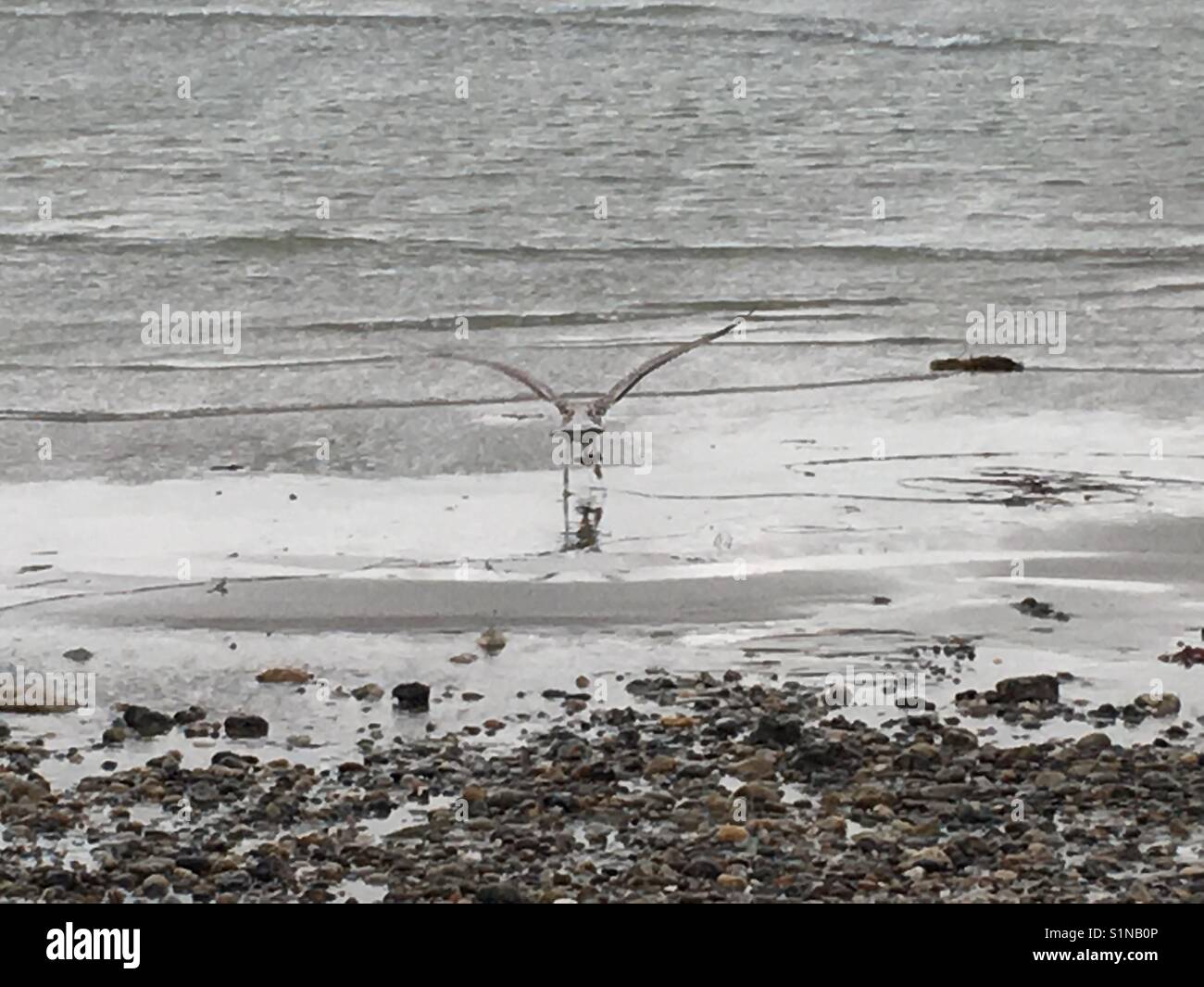 Ready for fly hi-res stock photography and images - Alamy