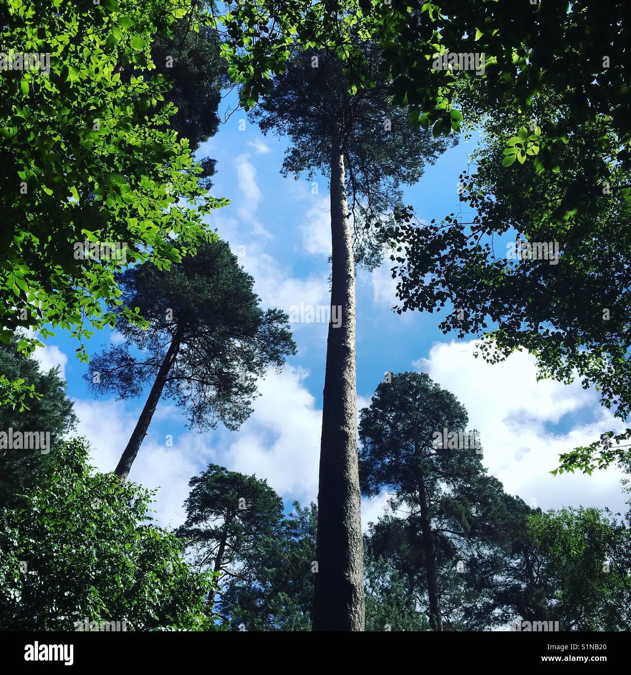 Future tree canopy hi-res stock photography and images - Alamy