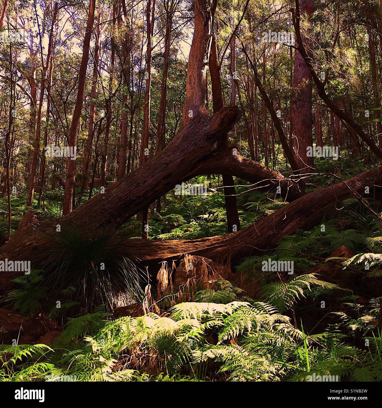 Green bushland hi-res stock photography and images - Alamy