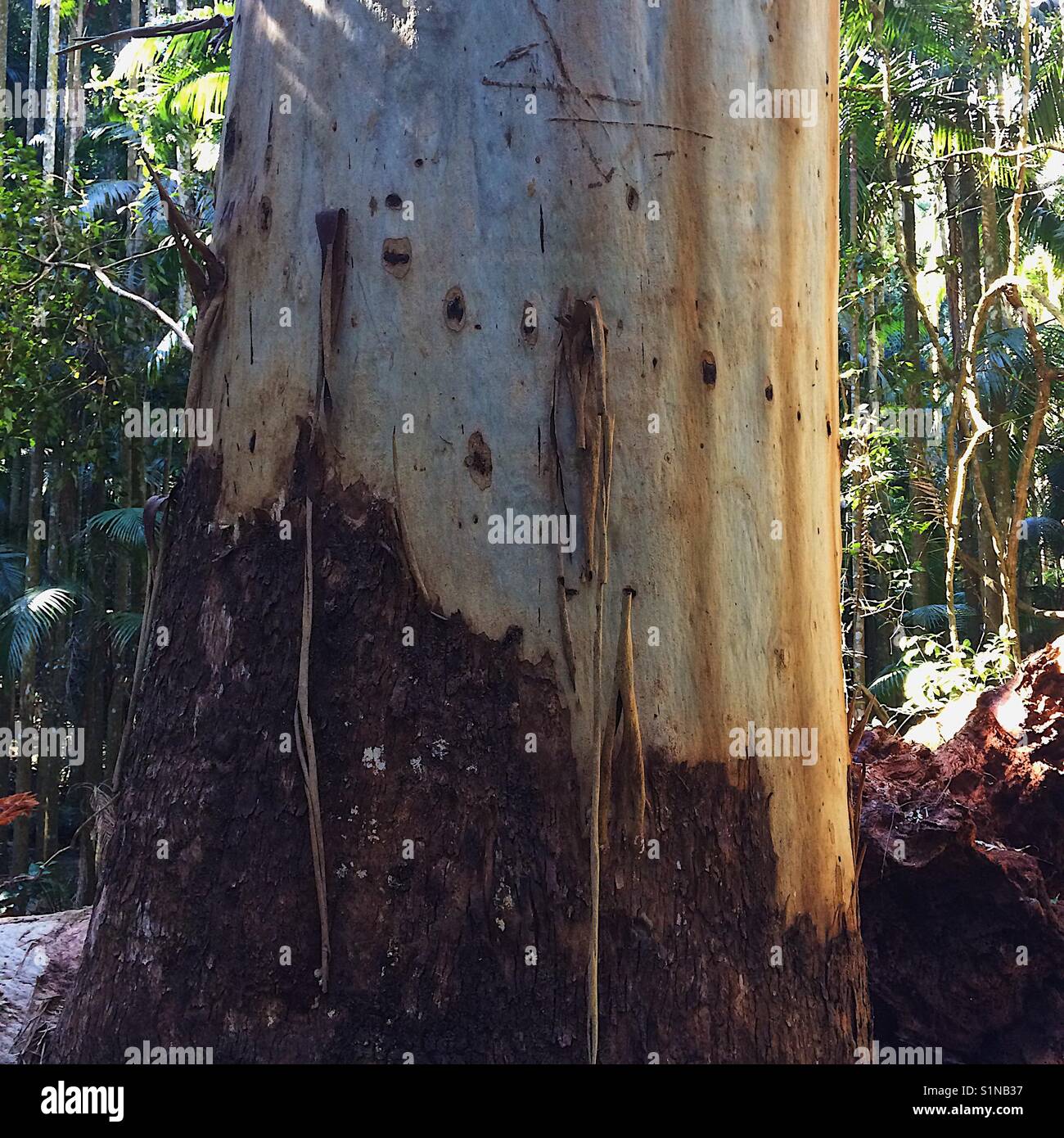 Old gum tree hi-res stock photography and images - Alamy