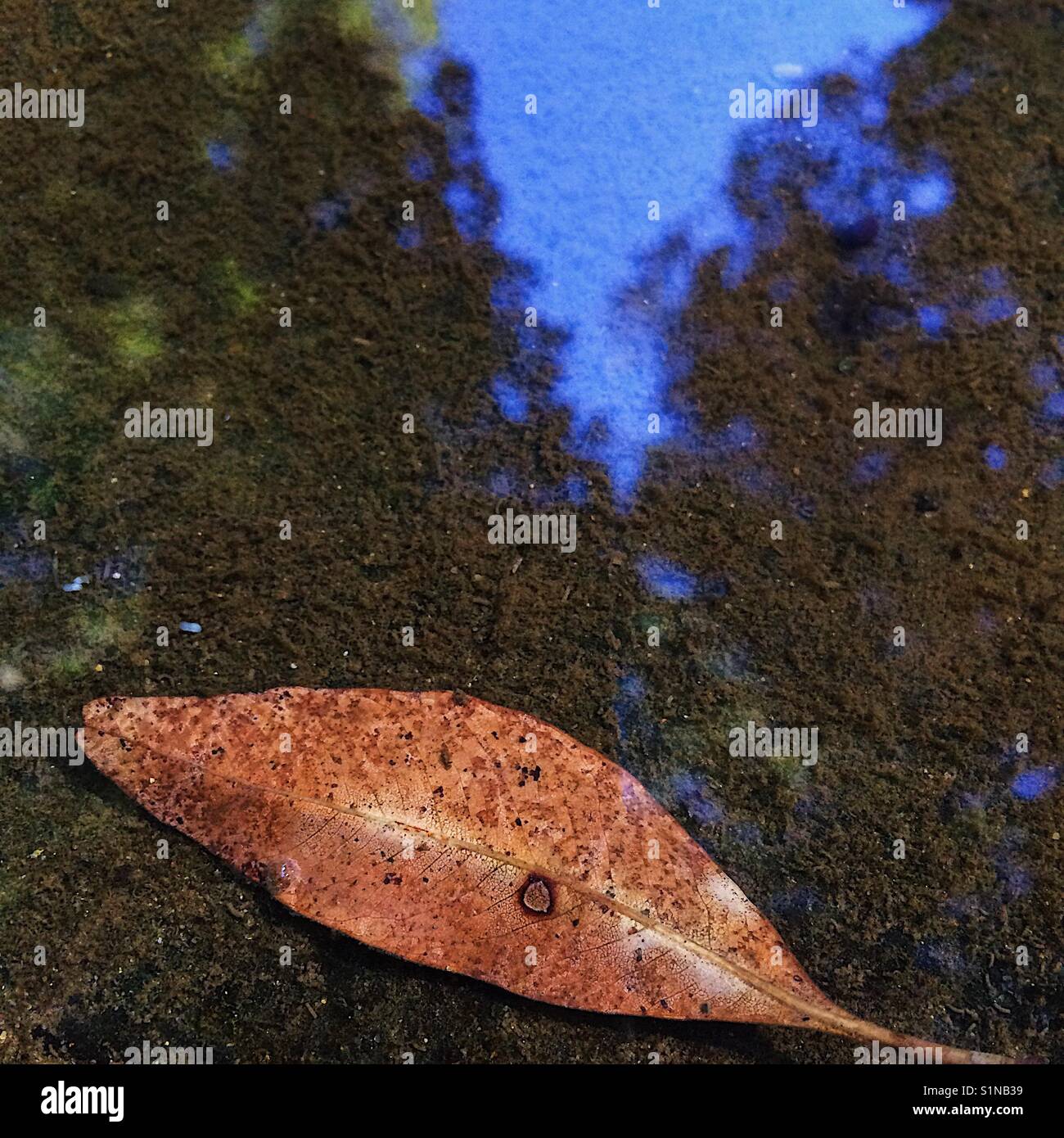Gum tree leaf hi-res stock photography and images - Alamy
