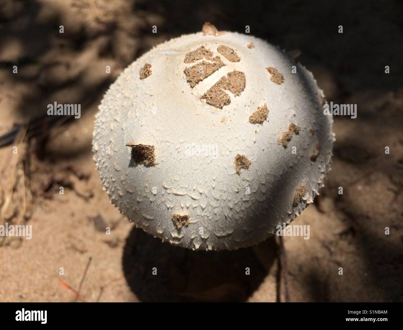 Soft mushroom hi-res stock photography and images - Alamy