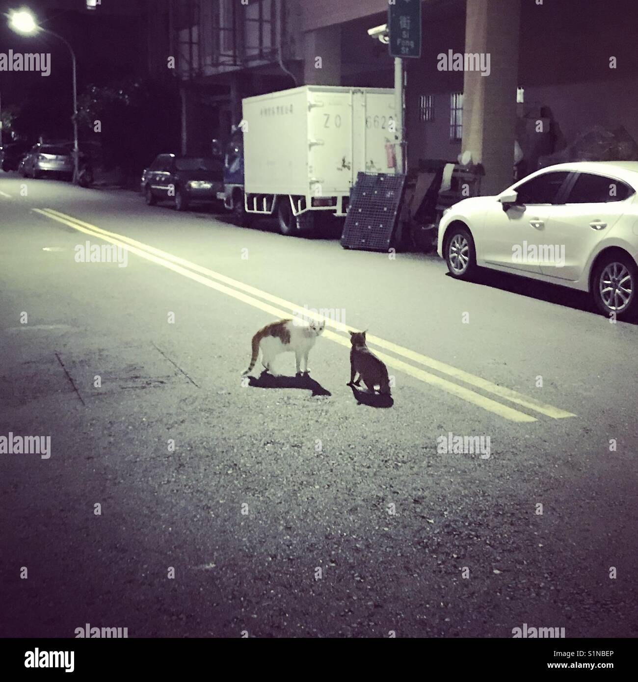 Night cats hi-res stock photography and images - Alamy