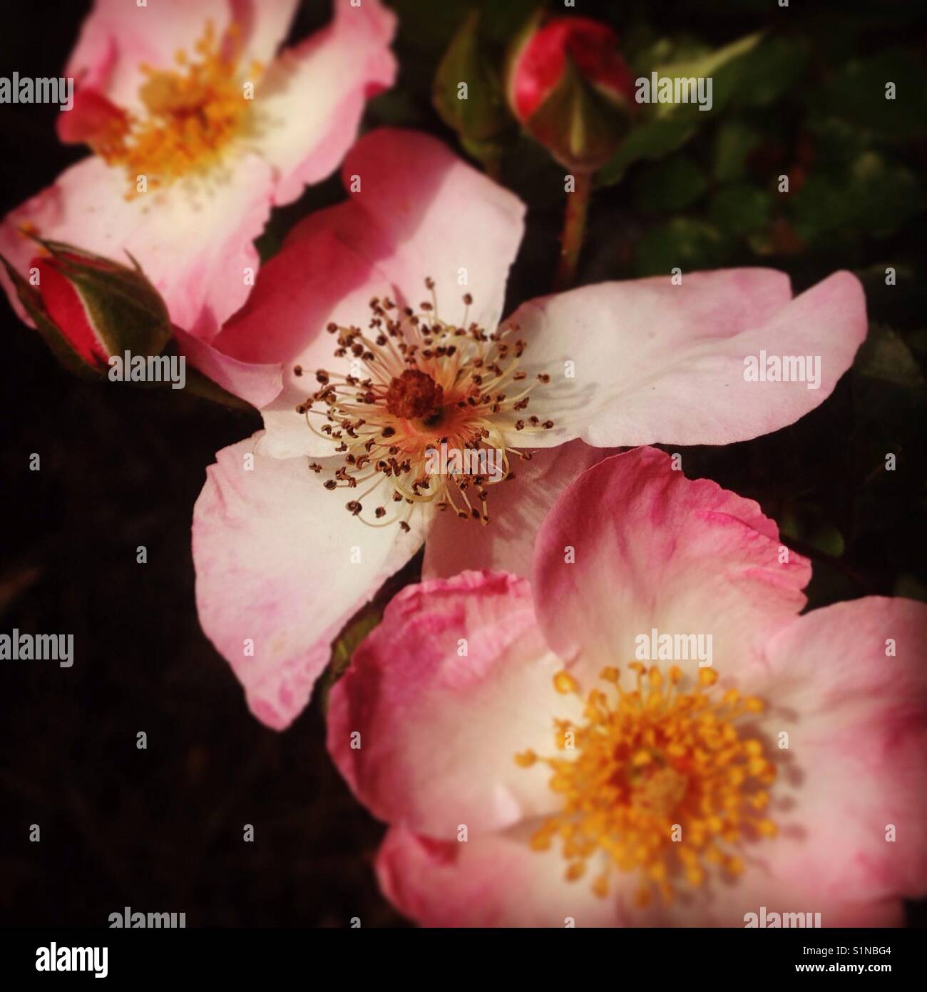 Rambling Roses High Resolution Stock Photography and Images - Alamy