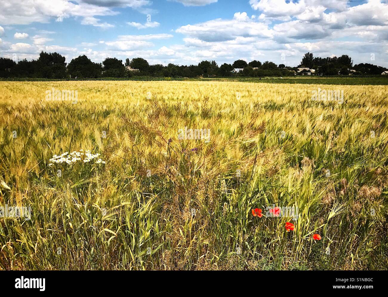 Ukraine field blue yellow hi-res stock photography and images - Alamy