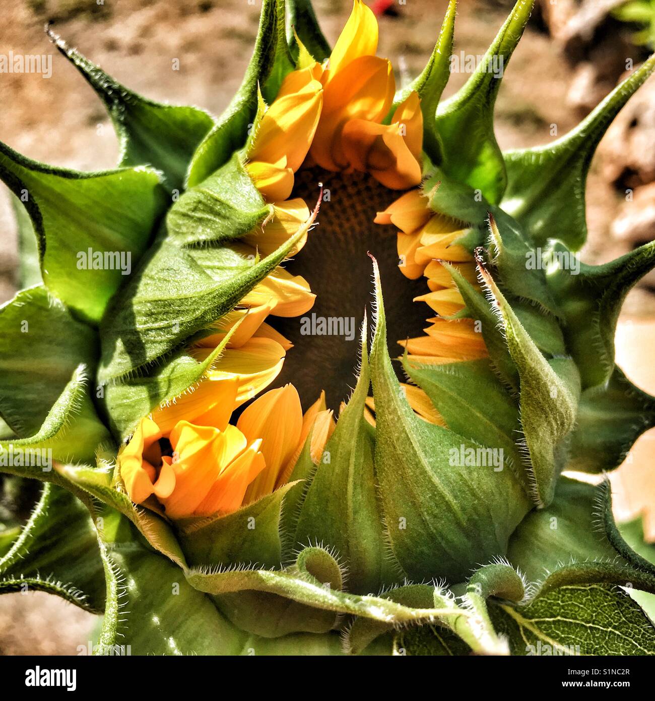 Opening sunflower bud hi-res stock photography and images - Alamy