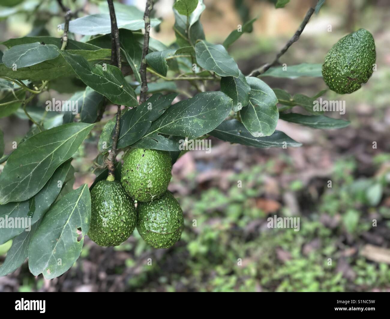 Avocado Tree High Resolution Stock Photography and Images - Alamy