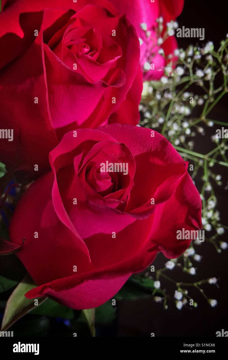 Red roses in muted light Stock Photo - Alamy