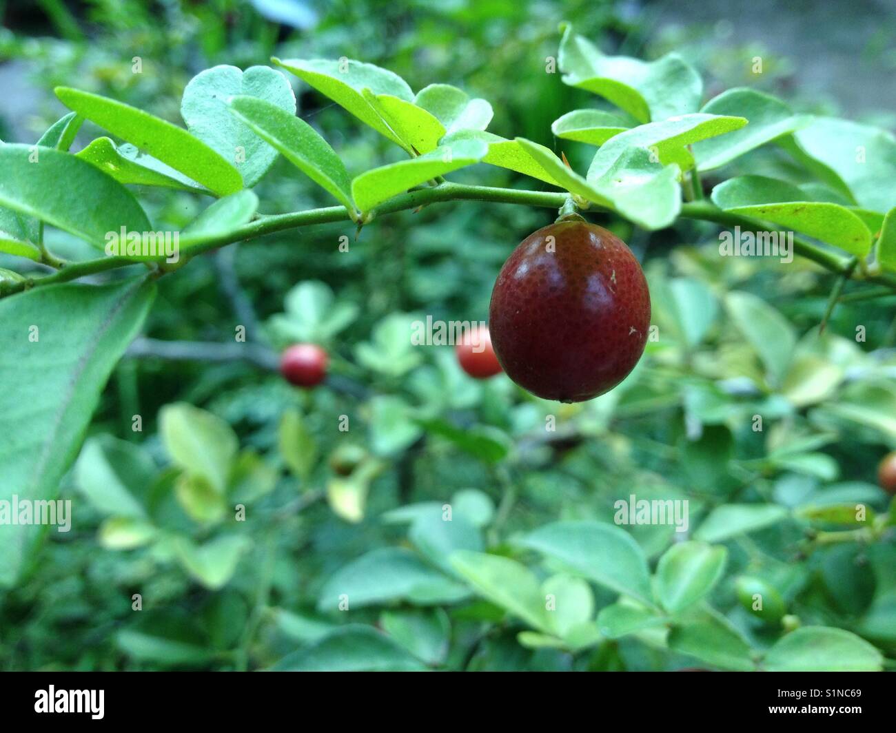 Triphasia hi-res stock photography and images - Alamy