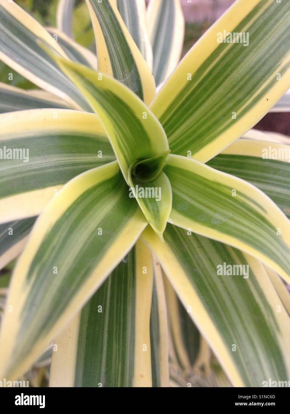 Song of India Stock Photo - Alamy