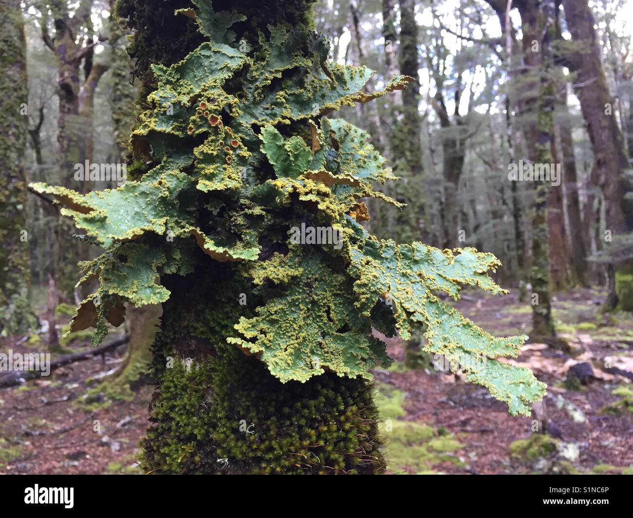 New Zealand native bush Stock Photo - Alamy